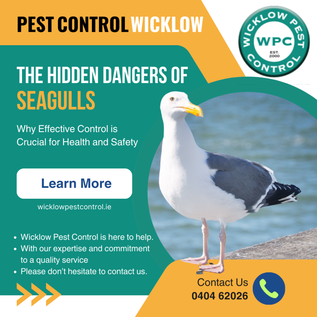 The Hidden Dangers of Seagulls | Blog | Wicklow Pest Control