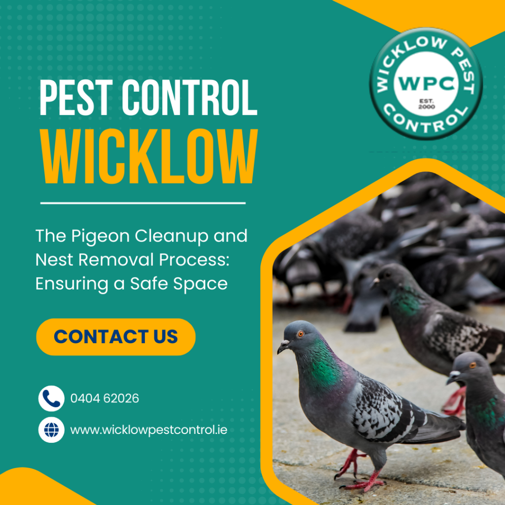 Pigeon Cleanup & Nest Removal Process: Ensuring a Safe Space